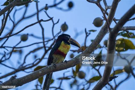 판타날의 이국적인 새들 칼라를 입은 아라카리 프테로글로우스 토르쿼투스는 브라질 판타날의 나무에 있는 나뭇가지 위에 앉아 있는 두칸 가까운 행인 새입니다 0명에 대한 스톡