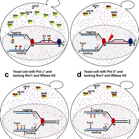 Figure S3 Sirna Knockdown Of Sting And Cgas In Rnaseh2b Mefs Does