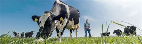 Forage Grasses Barenbrug