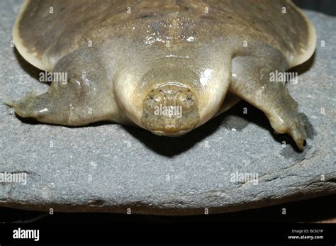 Pelochelys Bibroni Fotos Und Bildmaterial In Hoher Auflösung Alamy