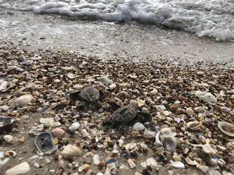 Sea Turtles See Nesting Successes In Southeast