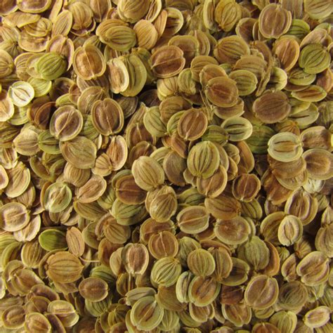 Parsnip Harris Model St Clare Heirloom Seeds