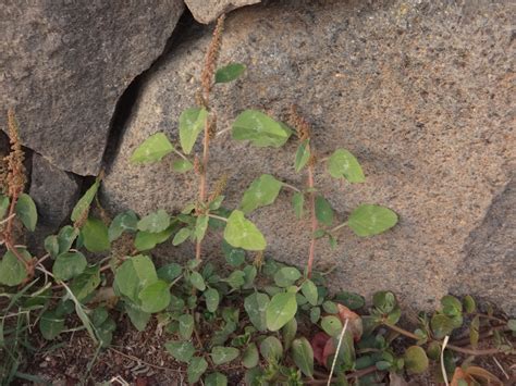 Amaranthus Gracilis Desf Search Native Plant Hub
