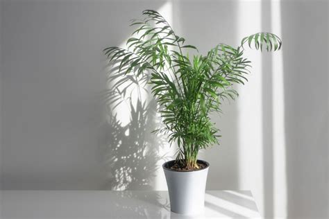 ოთახის მაცოცხლებელი მცენარეები რომლებიც ატენიანებს ჰაერს