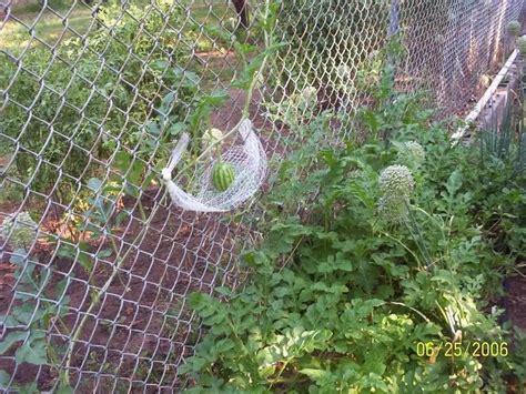 Watermelon Trellis A Pvc Sling For Optimal Root Development