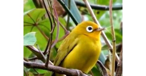 Зоолози откриха два нови вида птици в Индонезия Видео