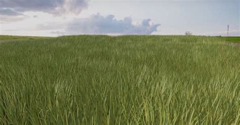 Blender Grass Generator At Karrie Keane Blog