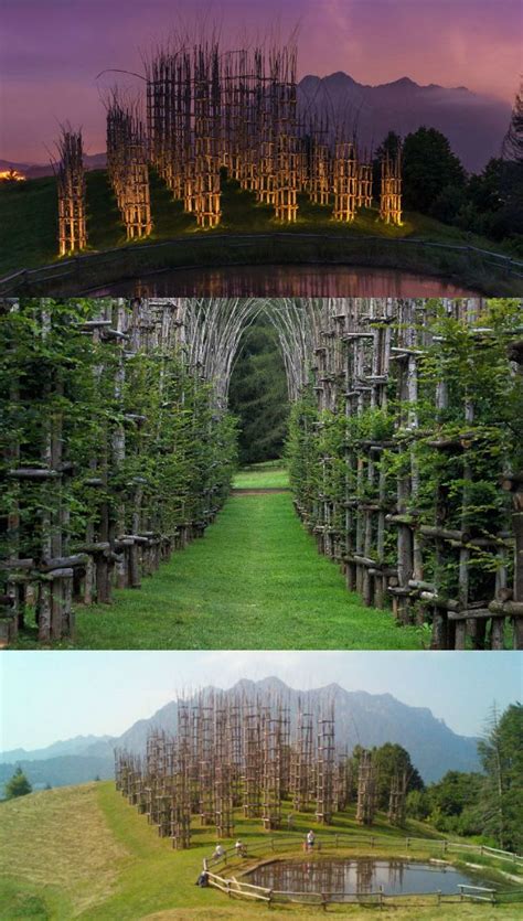 A Living Cathedral Of Trees Is Slowly Growing In Italy Landscape