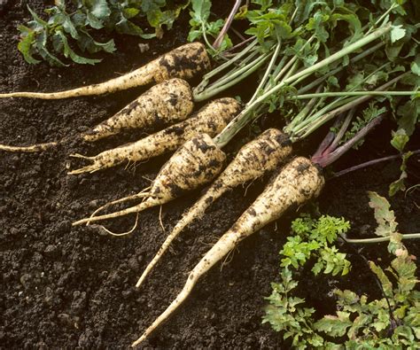 How To Harvest Parsnips Tips From An Experienced Grower Homes And