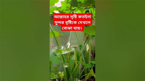 আল্লাহর কি সৃষ্টি বৃষ্টি উপরের দিকে কেন পড়ে না শুধু নিচের দিকেই কেন