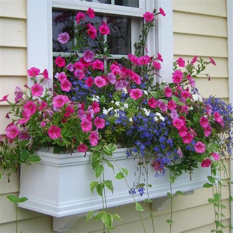 Window Box Planting Ideas Flowers