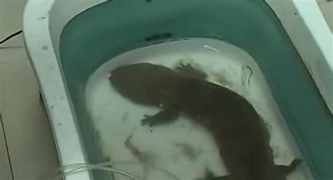 日本国内发现两只“纯种”中国大鲵，日本专家：了不起的成就