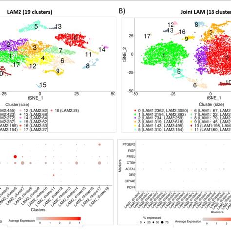 Cluster Analysis Of Scrna Seq Samples A Unsupervised Clustering Of Download Scientific