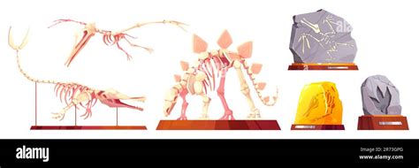 Fossil Triceratops And Pterodactyl Vector Skeleton On Pedestal