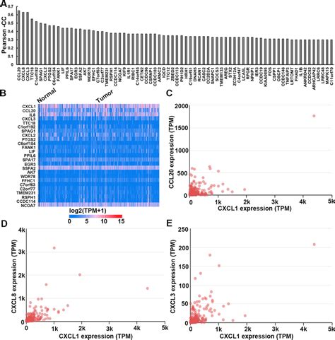 CXCL1 Expression Was Positively Related With Cancer Associated Download Scientific Diagram
