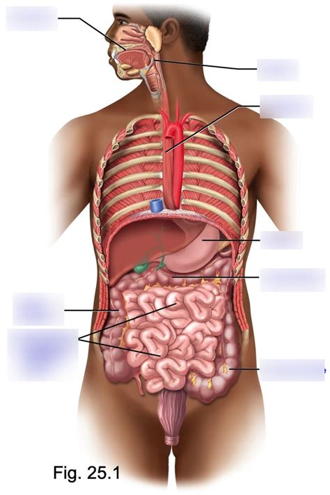 Overview Diagram Quizlet