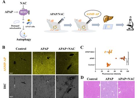 A Simple Schematic Illustration Of Autophagy Activation In The