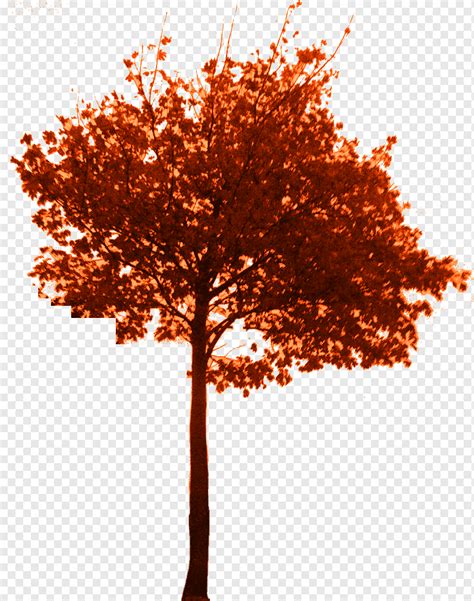 Tree Branch Woody Plant Bonsai Twig Falling Maple Leaf Branch Png PNGWing