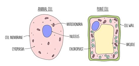 Cell Structure And Mitosis Edexcel A — The Science Hive