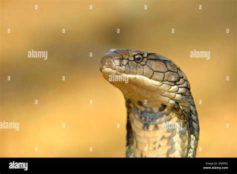 King Cobra Ophiophagus Hannah Adult Close Up Of Head Rearing Up