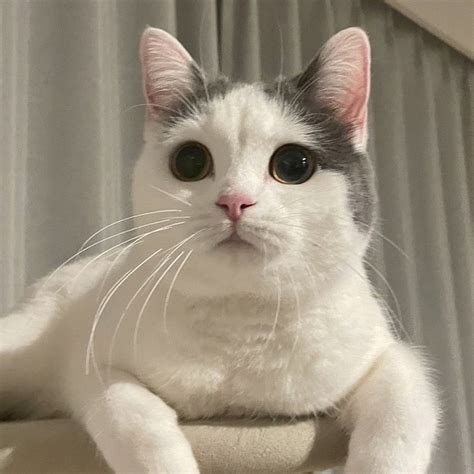 ﾍﾙﾆｱ on Twitter RT fukuneko 47 同一猫 猫 猫のいる暮らし