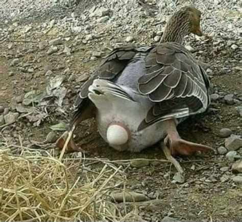 Laying An Egg Porn Pic