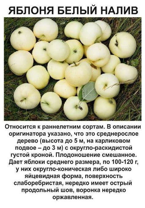 Яблоки Белый налив: описание сорта, фото, отзывы, полезные свойства ...