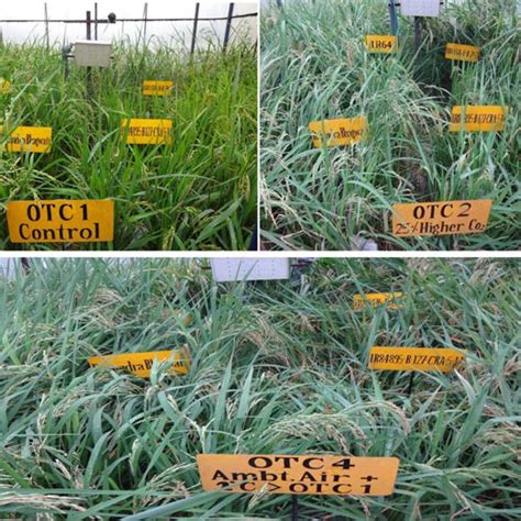 2 Performance Of Rice Genotypes Inside Different Open Top Chambers
