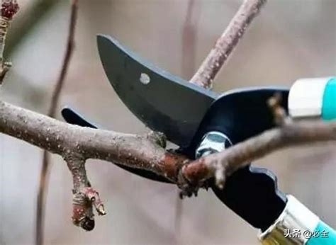 園林造型樹木修剪方法 每日頭條