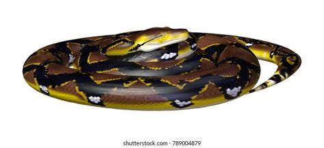 3d Rendering Reticulated Python Python Reticulatus Stock Illustration 768956428 Shutterstock