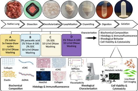 Schematic Representation Of The Decellularization Process And Download Scientific Diagram
