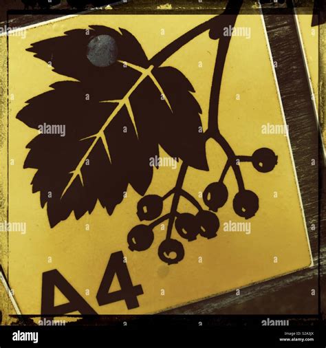 Tree Branch Symbol Stock Photo Alamy