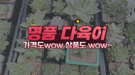 완판되었습니다 💎명품다육💎선착순 세일 2탄 이번엔 절대 놓치지 마세요 다육이 선착순 Youtube
