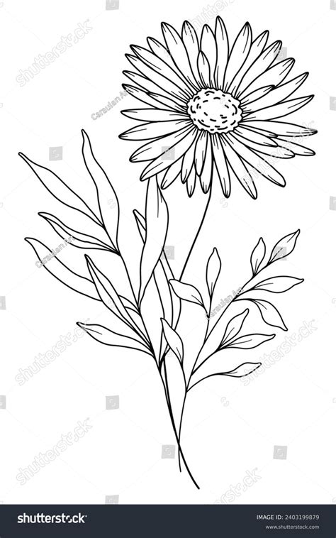 19 Thousand Aster Drawing Royalty Free Images Stock Photos Pictures Shutterstock