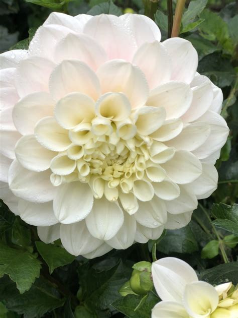 Sweet Nathalie — Dahlias by Julie
