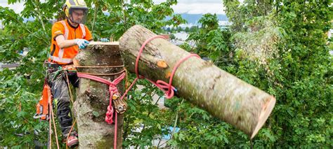 Negative Rigging In Tree Work