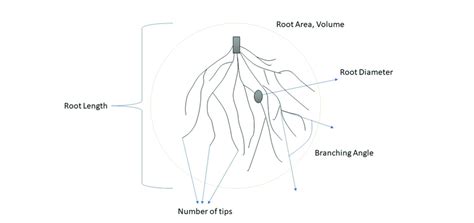 root architecture measurements download scientific diagram