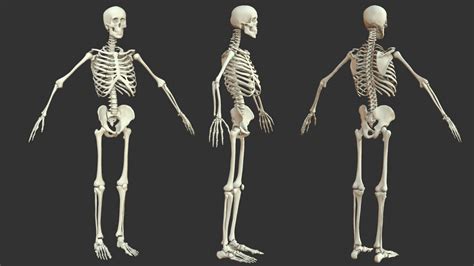 Artstation Skeleton Mesh 3d Model Resources