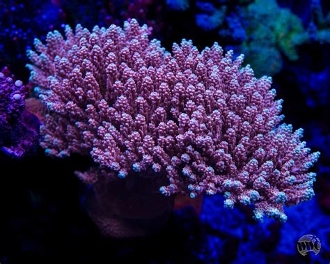 Ws Wwc Inner Planet Acropora