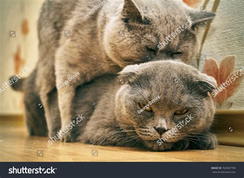 2 Hundred Cat Having Sex Royalty Free Images Stock Photos Pictures Shutterstock