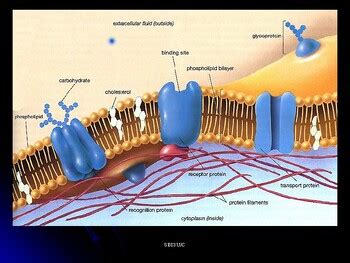 Overview Of Cell Structure By Science Biology Chemistry Physics TPT