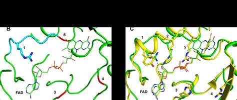 Structural Investigation Of Cofactor And Co Substrate Binding In Pqsl
