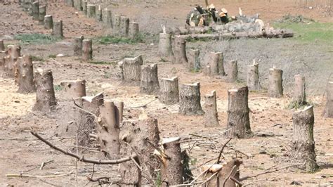 Clear Cutting Pros And Cons What You Need To Know