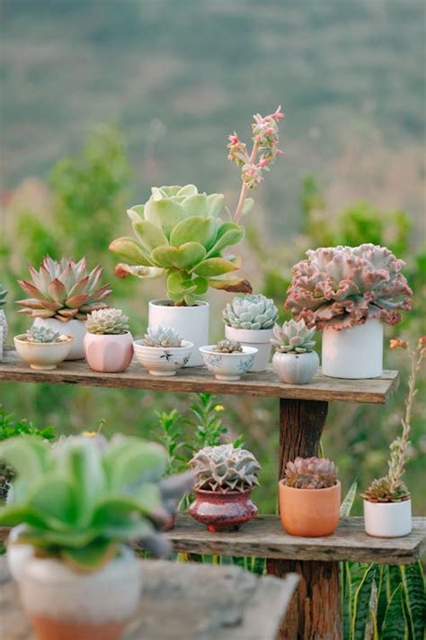 Echeveria Haworthia 가정 원예 경작자 경치 관상용 식물 꽃이 만개한 나무 스탠드 녹색 녹지 다육 다육식물 관리 데스크톱 바탕화면