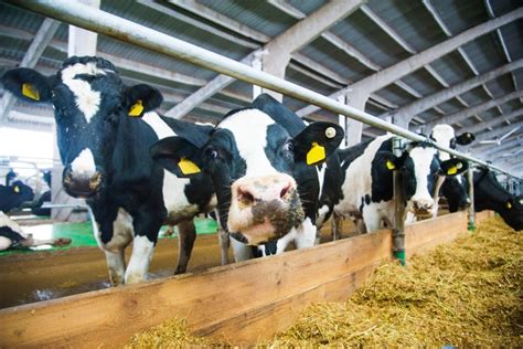 Maximizing Reproductive Efficiency The Use Of Cidr Inserts In Cows And Heifers