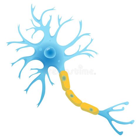 神经元结构，神经细胞平面向量图 向量例证 插画 包括有 神经 微观 推车 连接数 头脑 传记 164311087
