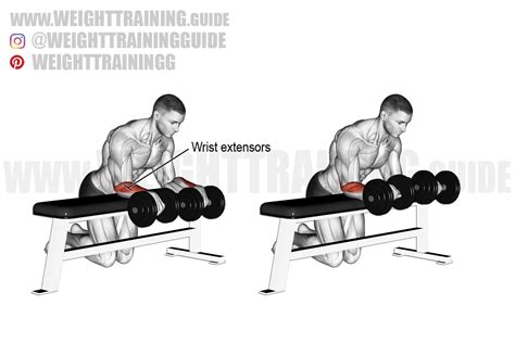 Reverse Grip Dumbbell Wrist Curl