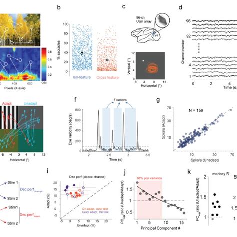 Rapid Adaptation During Free Viewing Improves Coding Accuracy In Neural Download Scientific