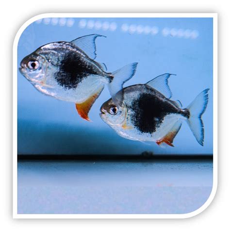 Aquarium Fish For Sale Blackberry Silver Dollar Fish For Sale