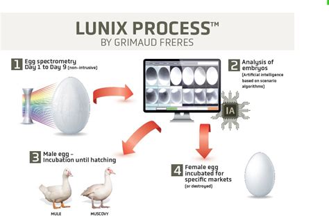Sexing In Egg A World First For Ducks By Grimaud Frères Grimaud Freres
